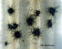 BasalRotFungal | Turfgrass Diagnostic Lab