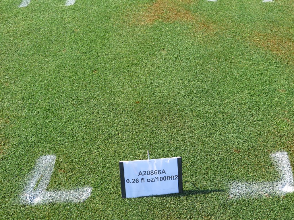 Summer 2017 Take All Patch | Turfgrass Diagnostic Lab