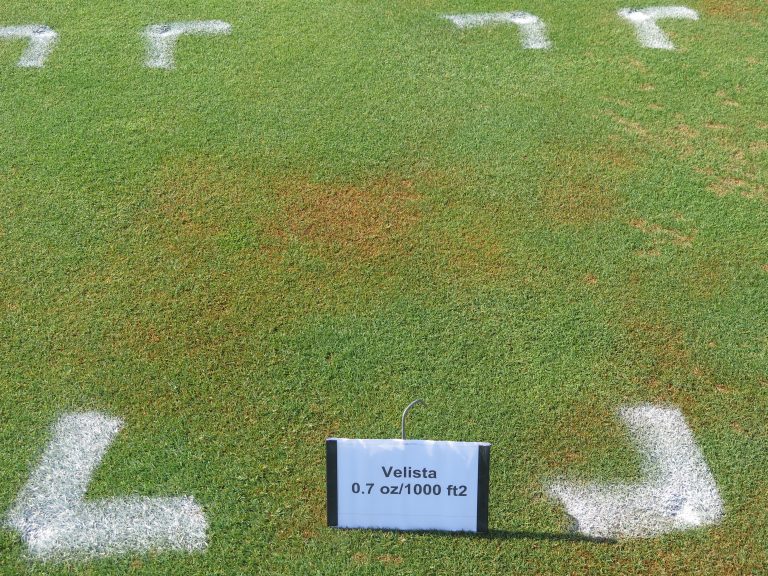 Summer 2017 Take All Patch | Turfgrass Diagnostic Lab