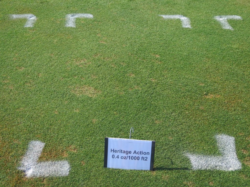 Summer 2017 Take All Patch | Turfgrass Diagnostic Lab