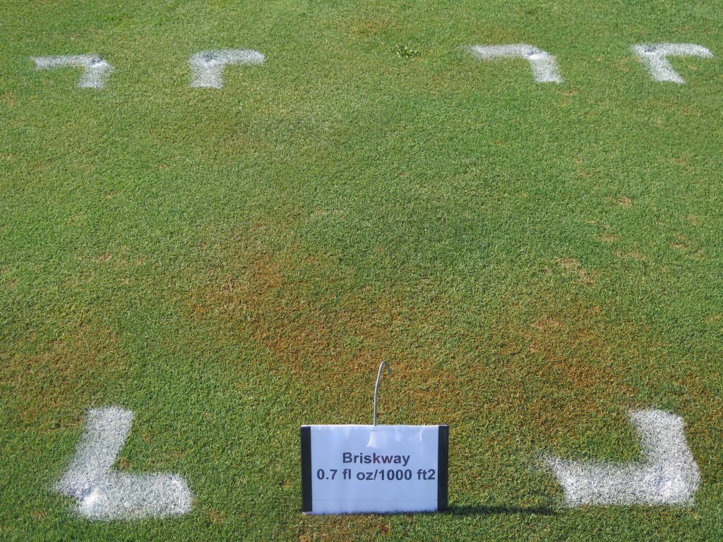 Summer 2017 Take All Patch | Turfgrass Diagnostic Lab