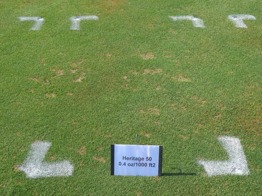 Summer 2017 Take All Patch | Turfgrass Diagnostic Lab