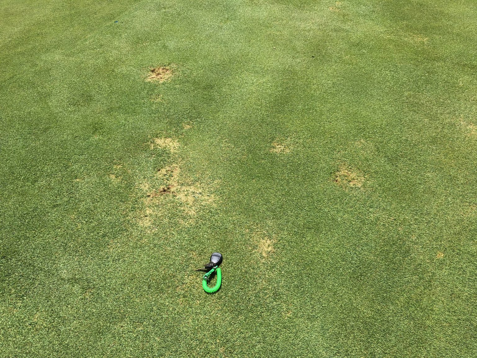 Annual Bluegrass Weevil | Turfgrass Diagnostic Lab